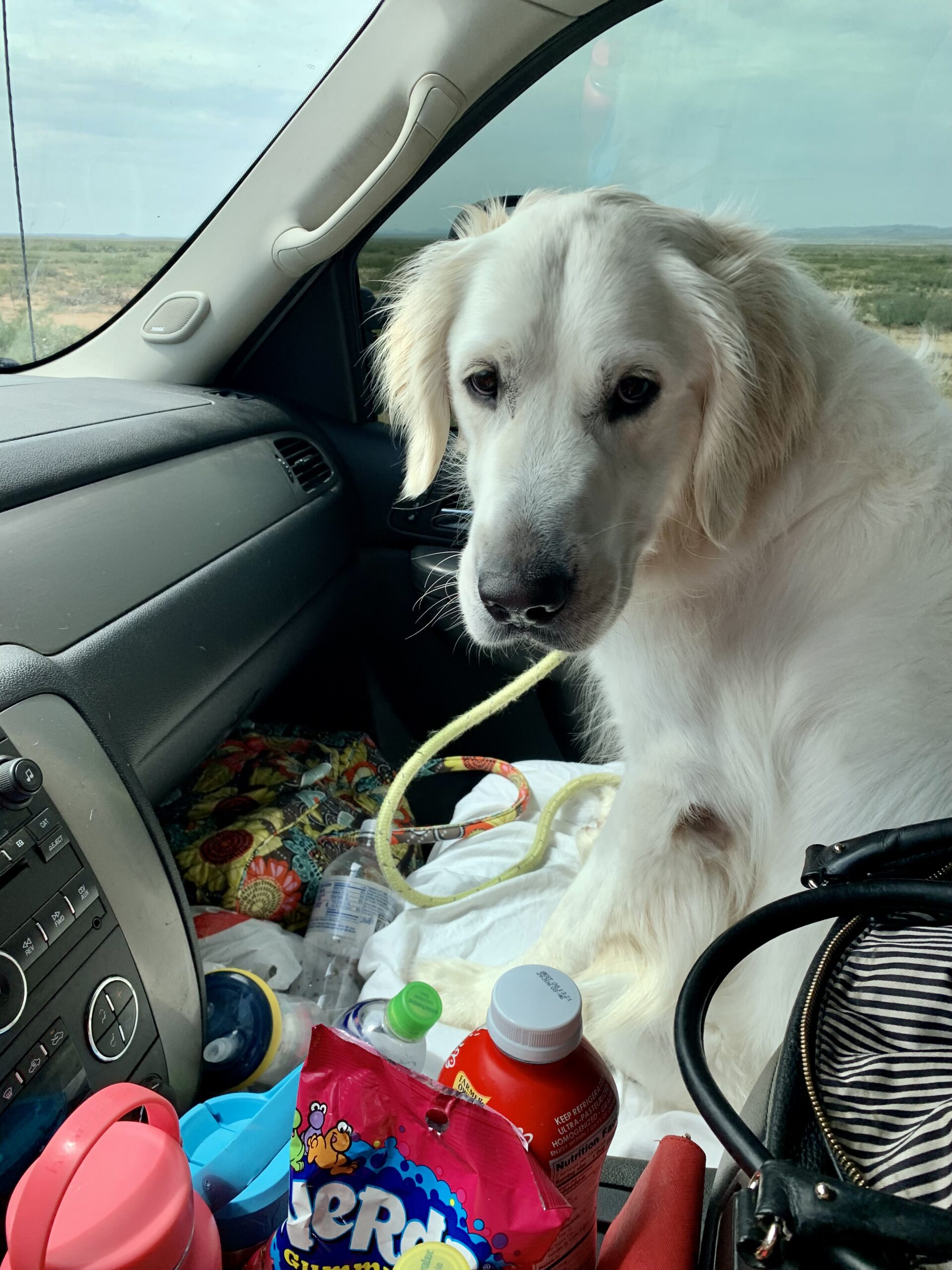 PCSing With Pets – My Military Lifestyle