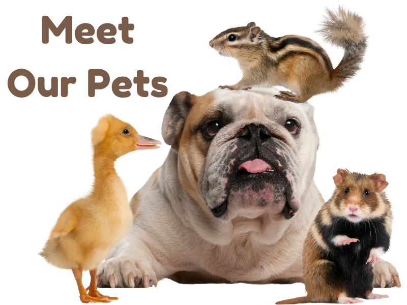 Pet Appreciation Week: Meet The Team’s Military Pets! – My Military ...