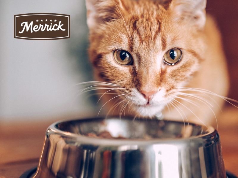 Merrick’s Dog & Cat Food, Toppers, and Zuke’s Treats: A Holistic ...