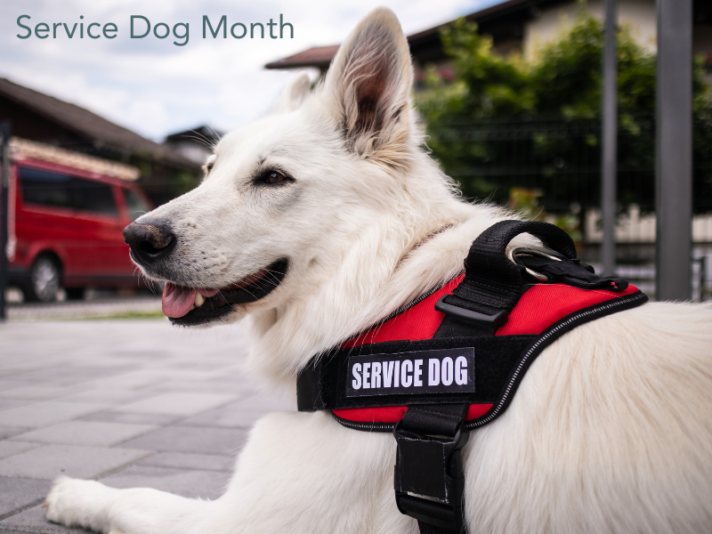 Honoring Our Heroes: National Service Dog Month - My Military Lifestyle