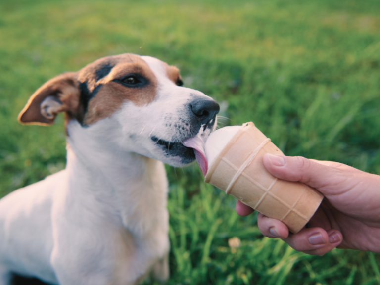 Building a Sundae for Your Dog - My Military Lifestyle