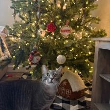 What’s Goodies Are Under Your Tree this Year? - My Military Lifestyle